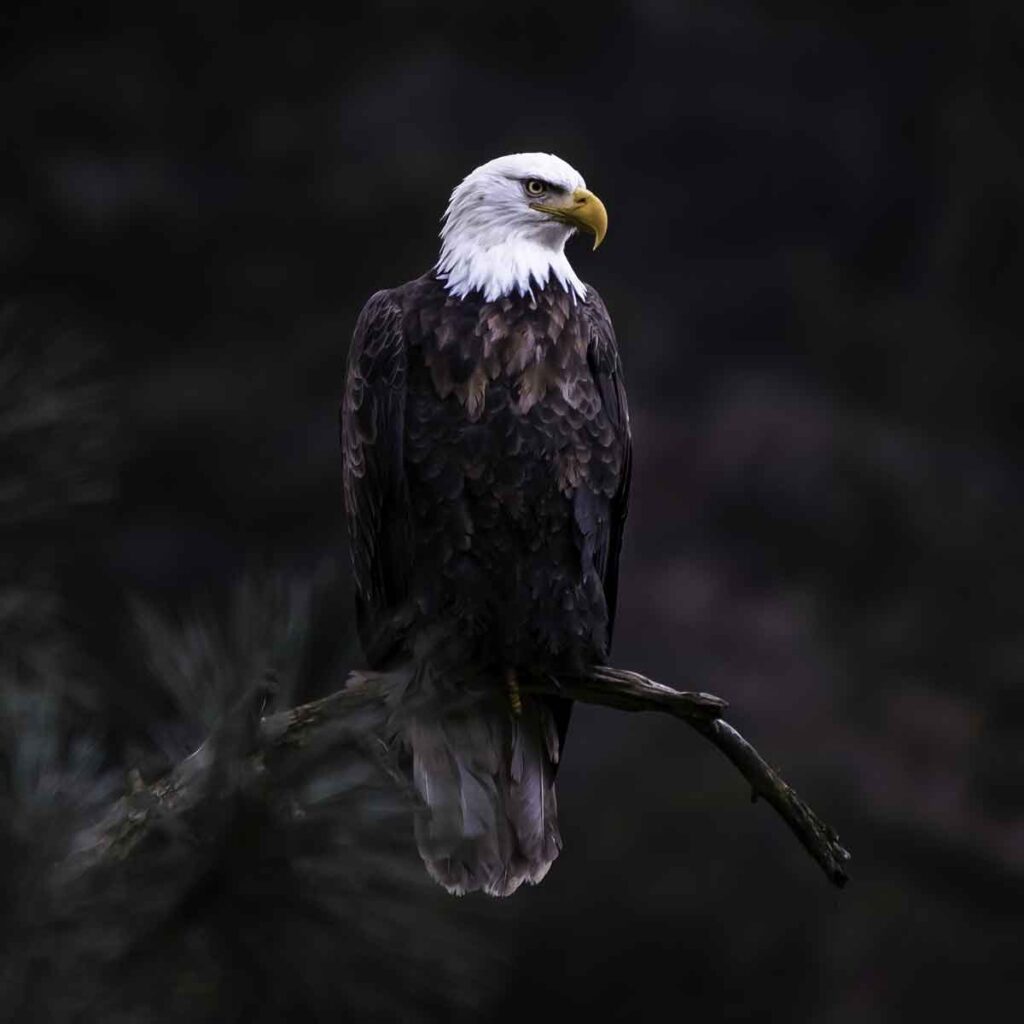 Der Adler. Seine Bedeutung und spirituelle Symbolik - Soul the Animal