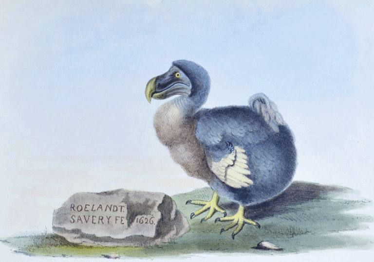 10 Animales Extintos que debes Conocer - Soul the Animal