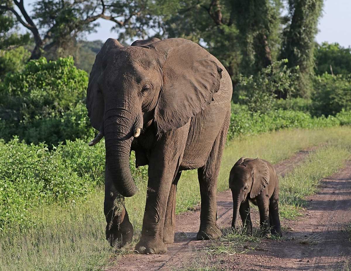 20 Animales en Peligro de Extinción que Debes Conocer - Soul the Animal