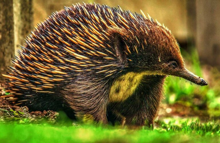 What is an Echidna? Discover all its Secrets - Soul the Animal