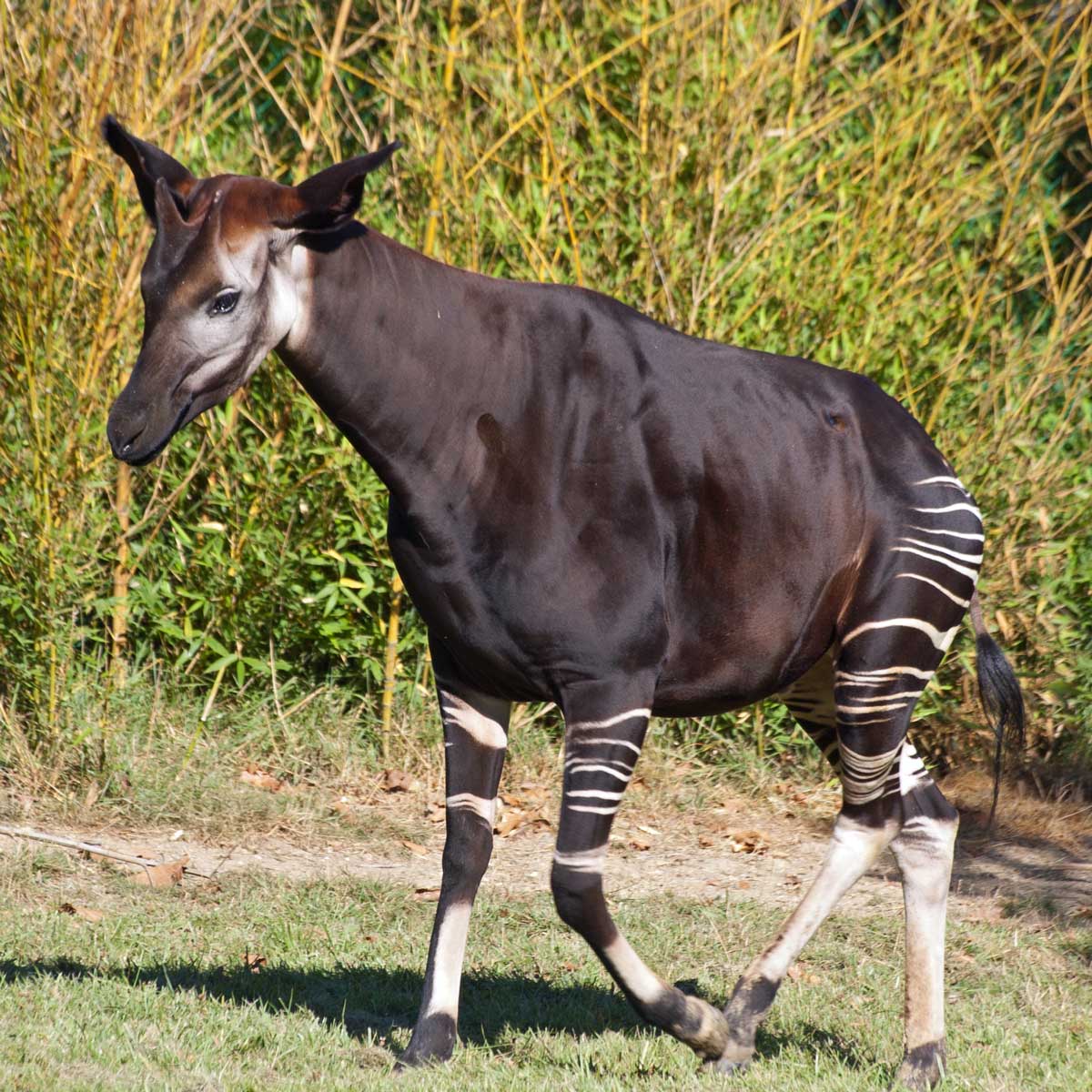 What is an Okapi? - Soul the Animal