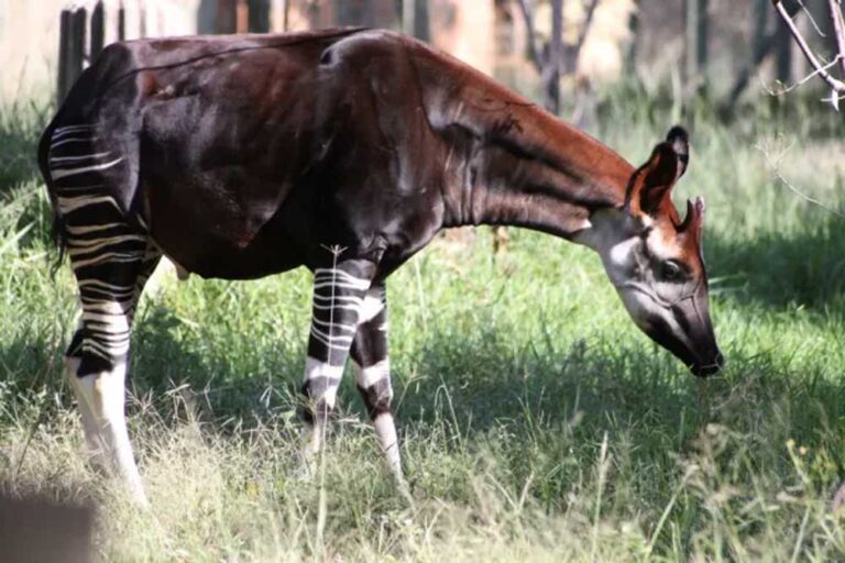 Che cos'è un Okapi? - Soul the Animal