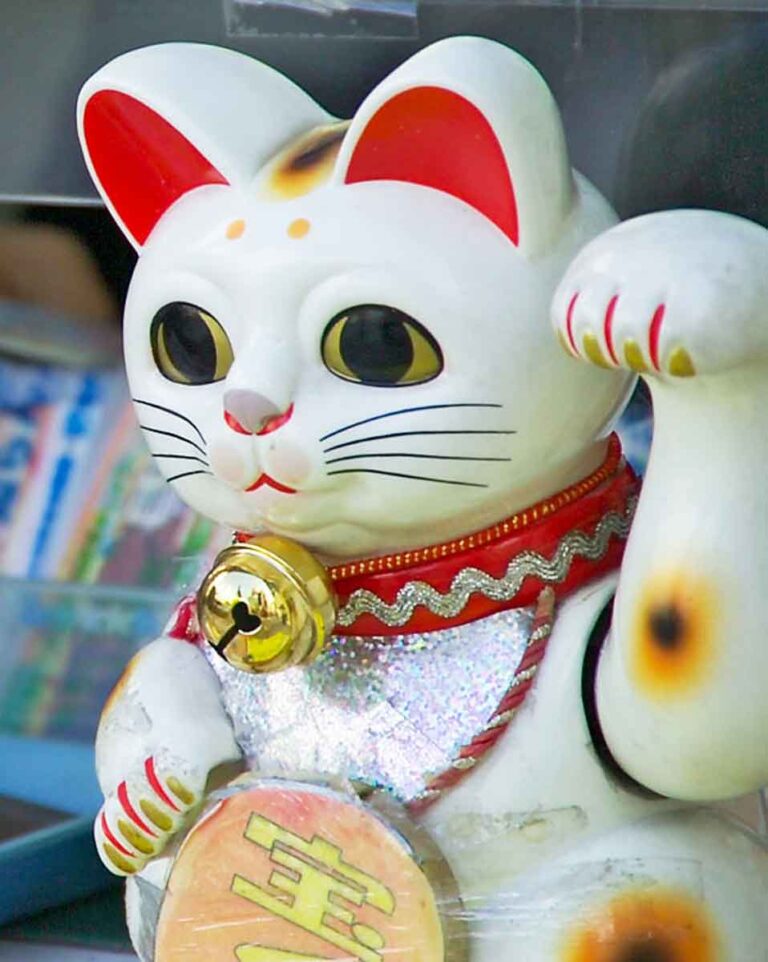 El Gato. Significado Espiritual y Mitología - Soul the Animal