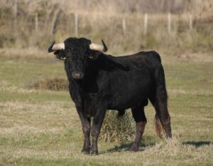 El Toro. Significado Espiritual y Simbología - Soul the Animal