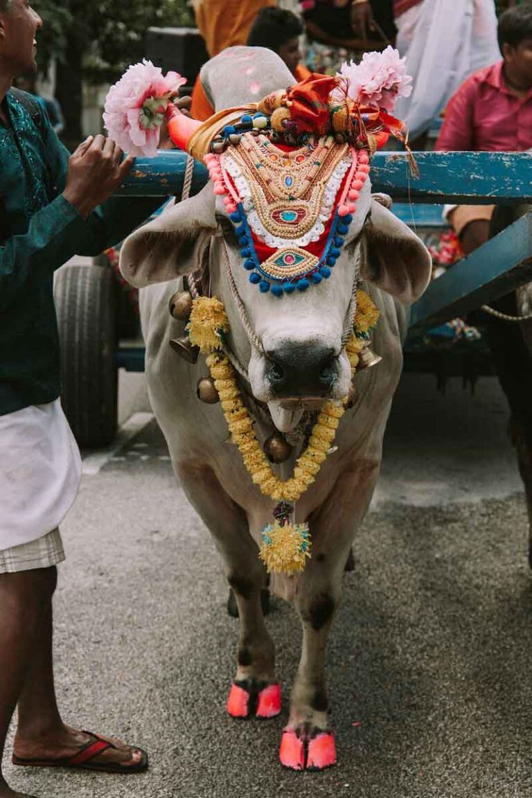 La vache. Découvrez sa signification spirituelle - Soul the Animal