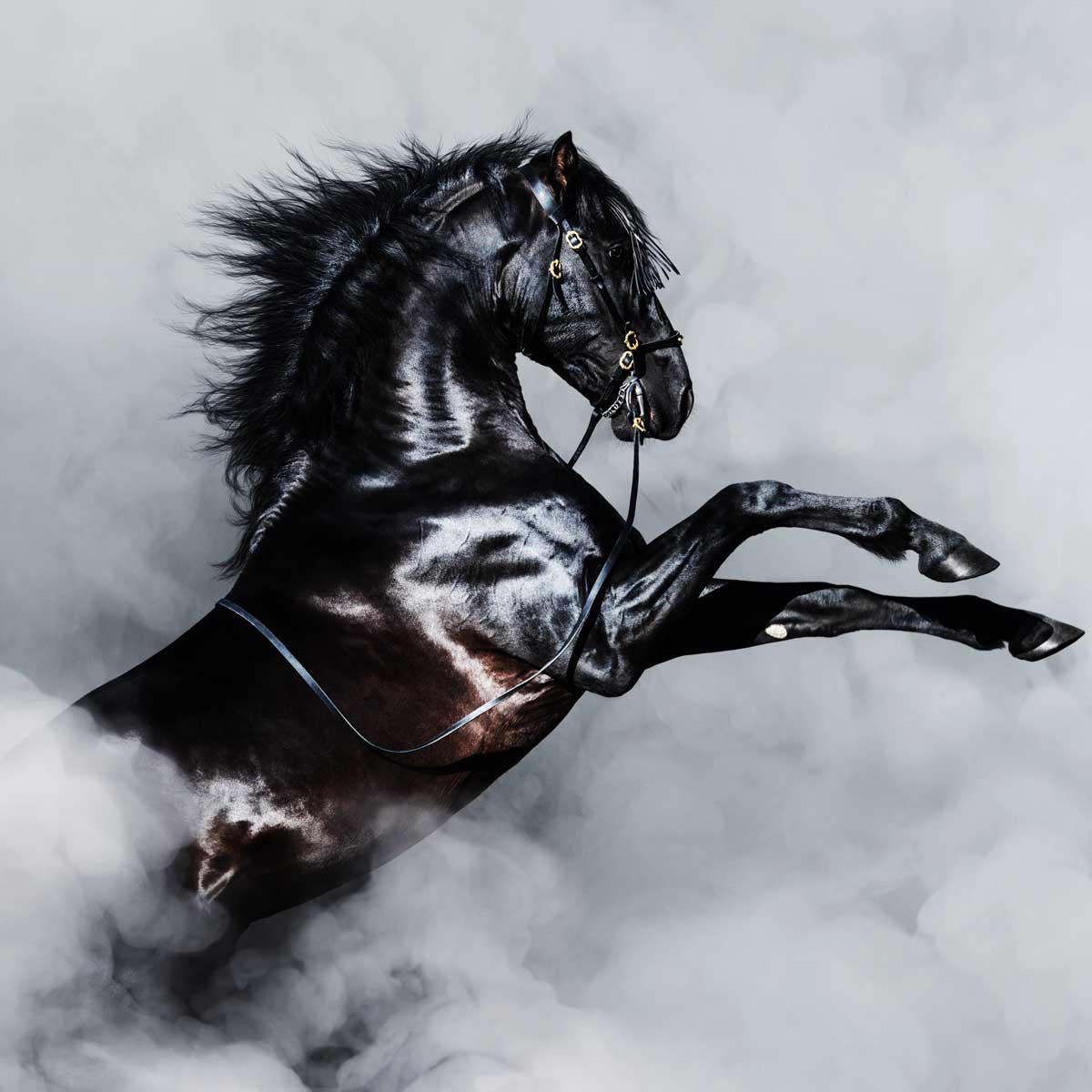 Il cavallo. Scoprite il suo significato spirituale - Soul the Animal